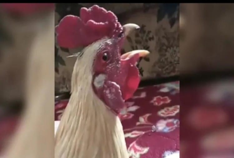 Rooster Shouted Allah Allah On The Festive Of Eid Video Goes Viral - ईद ...