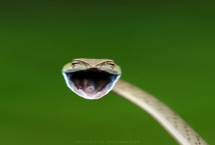 Comedy Wildlife Photography Awards Finalists Laughing Snake Picture ...