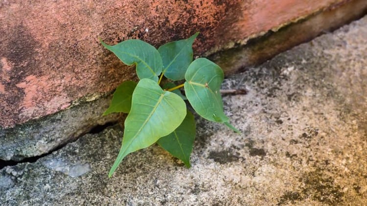 Peepal Ka Ped Ugne Par Kare Ye Upaye Do These Things If Peepal Tree Is ...