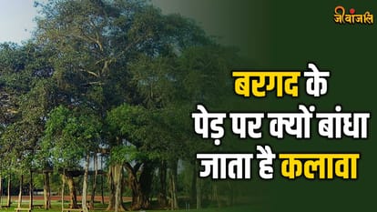 Bargad Tree Worship: बरगद के पेड़ पर क्यों बांधा जाता है कलावा, जानिए ...