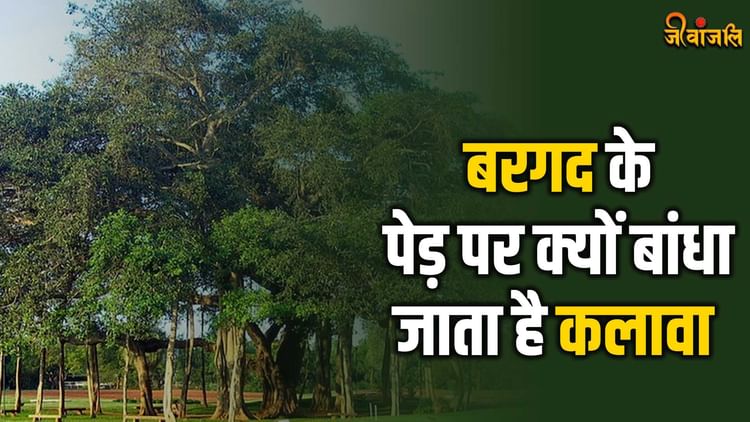 Bargad Tree Worship: बरगद के पेड़ पर क्यों बांधा जाता है कलावा, जानिए ...