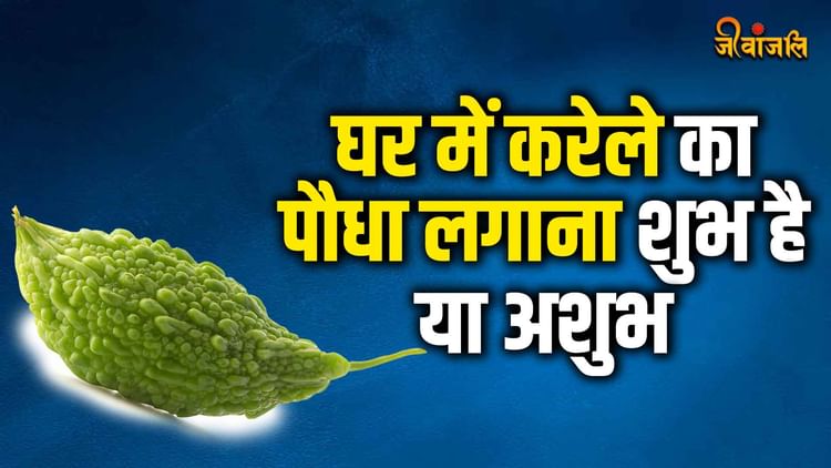 Vastu tips of Planting Bitter Gourd: घर में करेले का पौधा लगाने से पहले ...