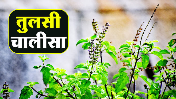 Tulsi Chalisa Lyrics In Hindi: तुलसी चालीसा का पाठ करते समय, इन नियमों को रखें ध्यान - Jeevanjali