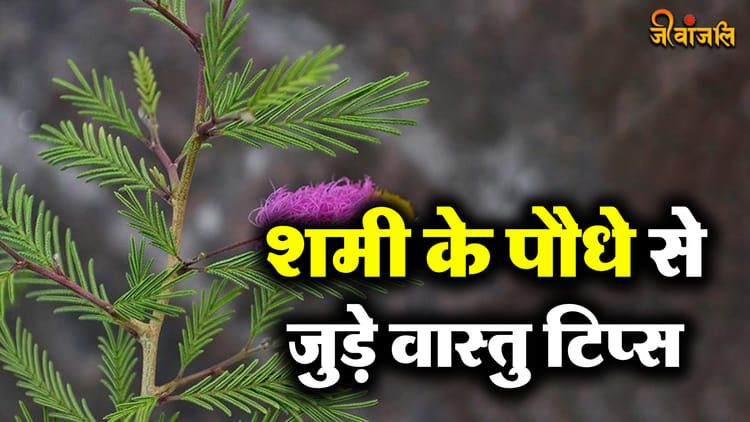 Vastu Tips For Shami Plant: शनि की क्रूर दृष्टि से चाहिए छुटकारा! तो घर ...