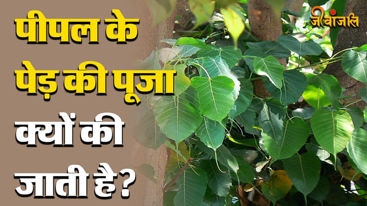 Peepal Ka Ped: पीपल के पेड़ की पूजा क्यों की जाती है? यह आपके लिए कैसे ...