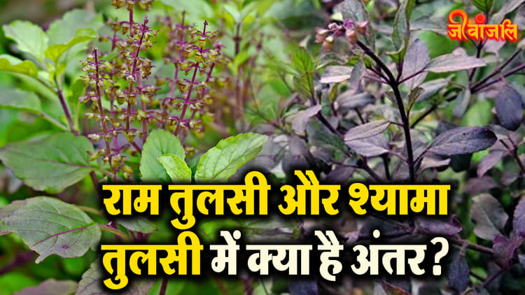 Ram Shyam Tulsi: क्या अंतर है रामा और श्यामा तुलसी में, कौन सी है घर के ...