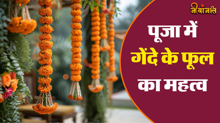 Genda Phool in Puja: पूजा-पाठ में क्यों किया जाता है गेंदे के फूल का ...
