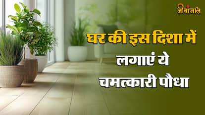 Aparajita Plant benefit: घर की इस दिशा में लगाएं ये चमत्कारी पौधा, चमक ...