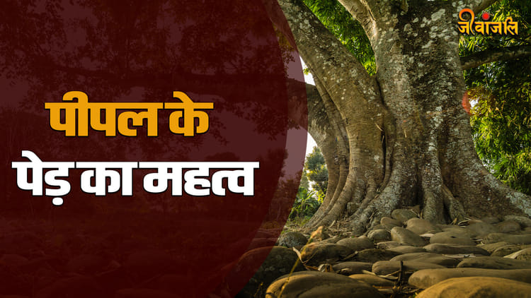Peepal Puja: पीपल के पेड़ की पूजा और परिक्रमा का है धार्मिक लाभ, जानें ...