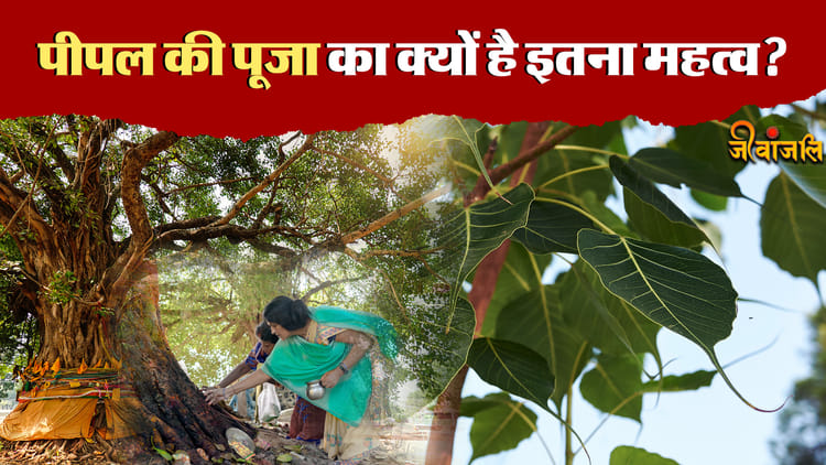 Peepal Puja: आखिर क्यों की जाती है? पीपल की पूजा, जानिए इसका महत्व - Jeevanjali