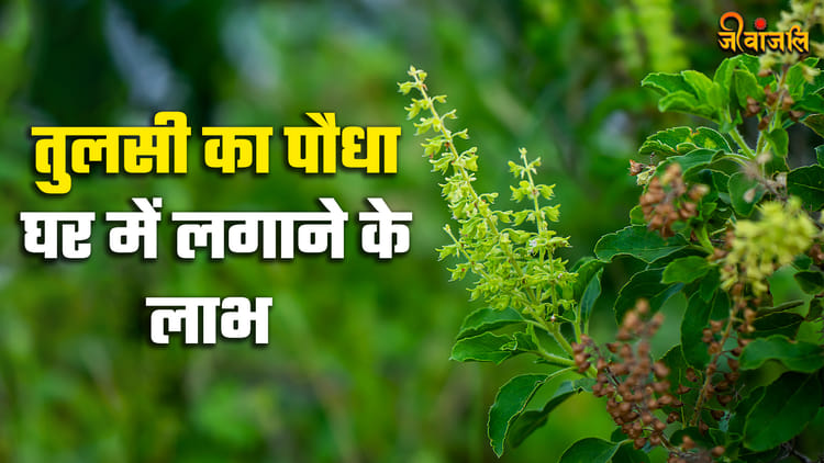 Benefits Of Planting Tulsi Plant At Home: घर में तुलसी का पौधा लगाने के ...