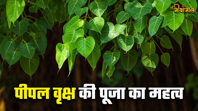 Vaishakh Purnima 2025: वैशाख पूर्णिमा के दिन पीपल के वृक्ष की पूजा करने ...