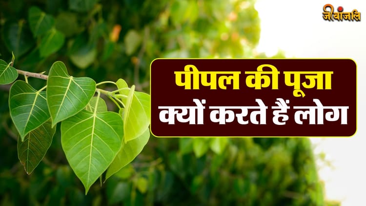Peepal Ka Mahatva: पीपल के पेड़ की पूजा क्यों की जाती है, जानें क्या है ...