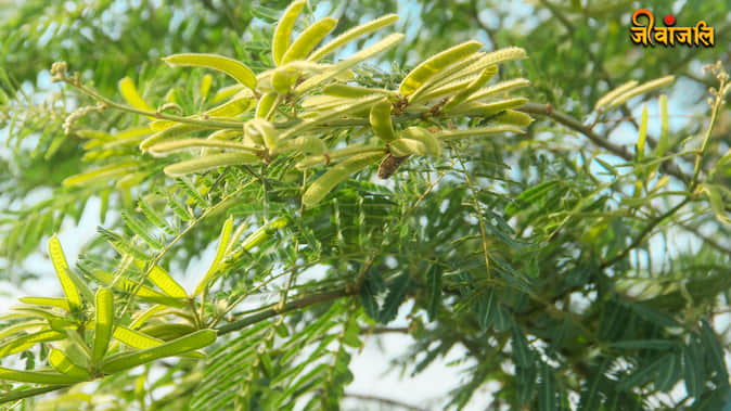 Shami Tree Worship: हिंदू धर्म में शमी वृक्ष की पूजा क्यों की जाती है ...