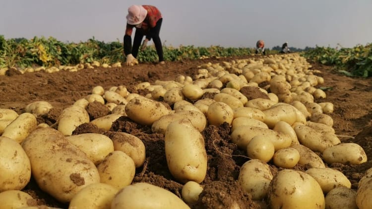 International Potato Day 2025: Punjab’S Seven Districts Lead In Potato ...