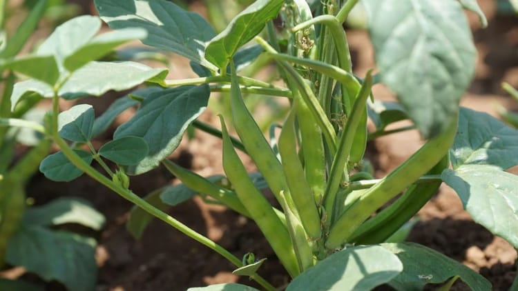 Impact Of New Guar Crop On Prices Trading Strategy For Guar Seed ...